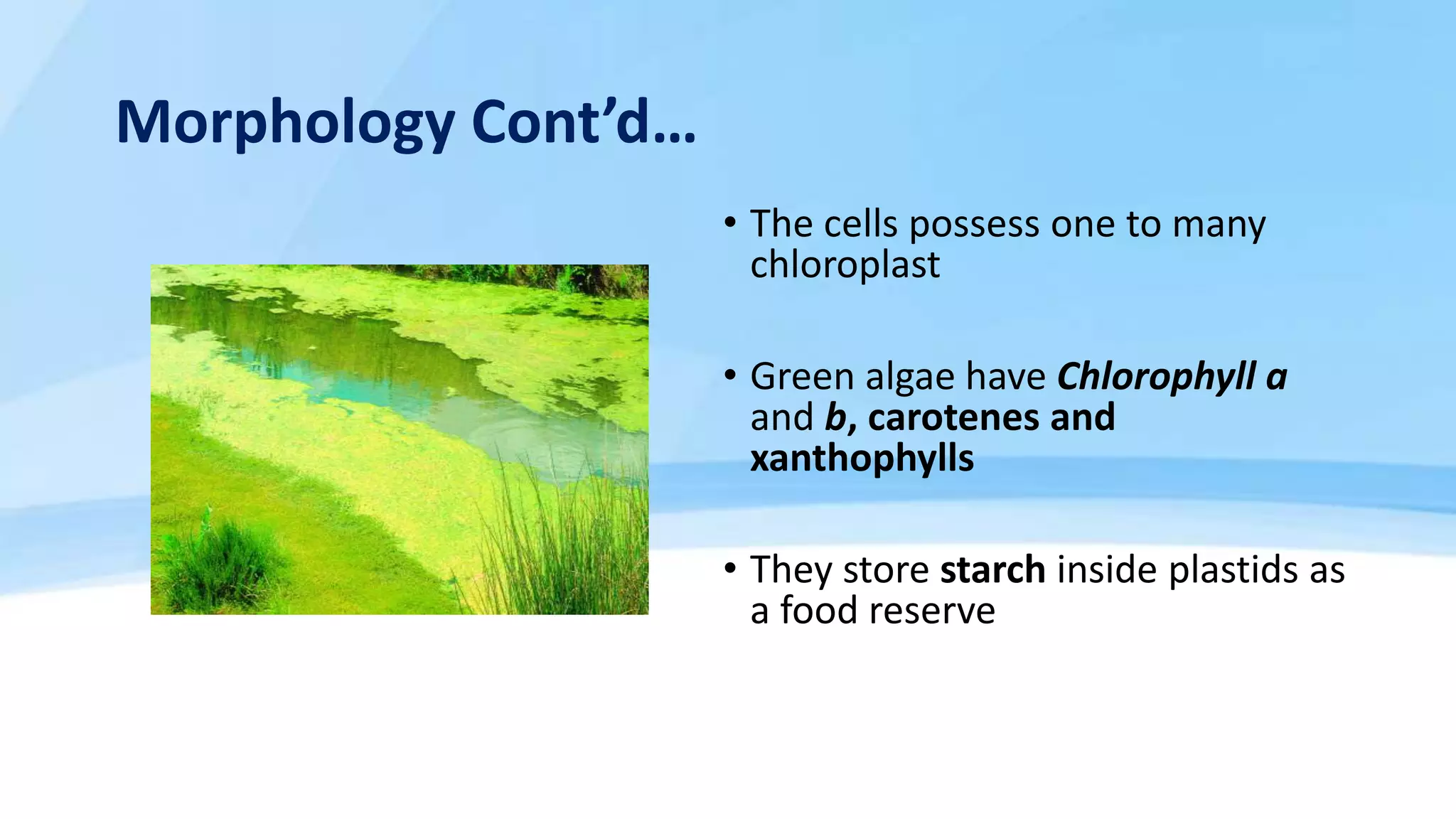 Phylum Phaeophyta, Rhodophyta & Chlorophyta - Multicellular aglae | PPTX