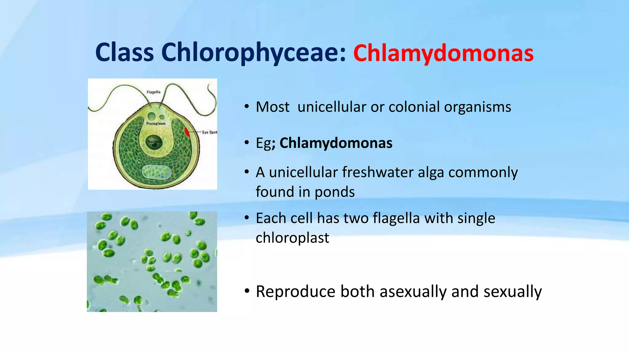 Phylum Phaeophyta, Rhodophyta & Chlorophyta - Multicellular aglae | PPTX
