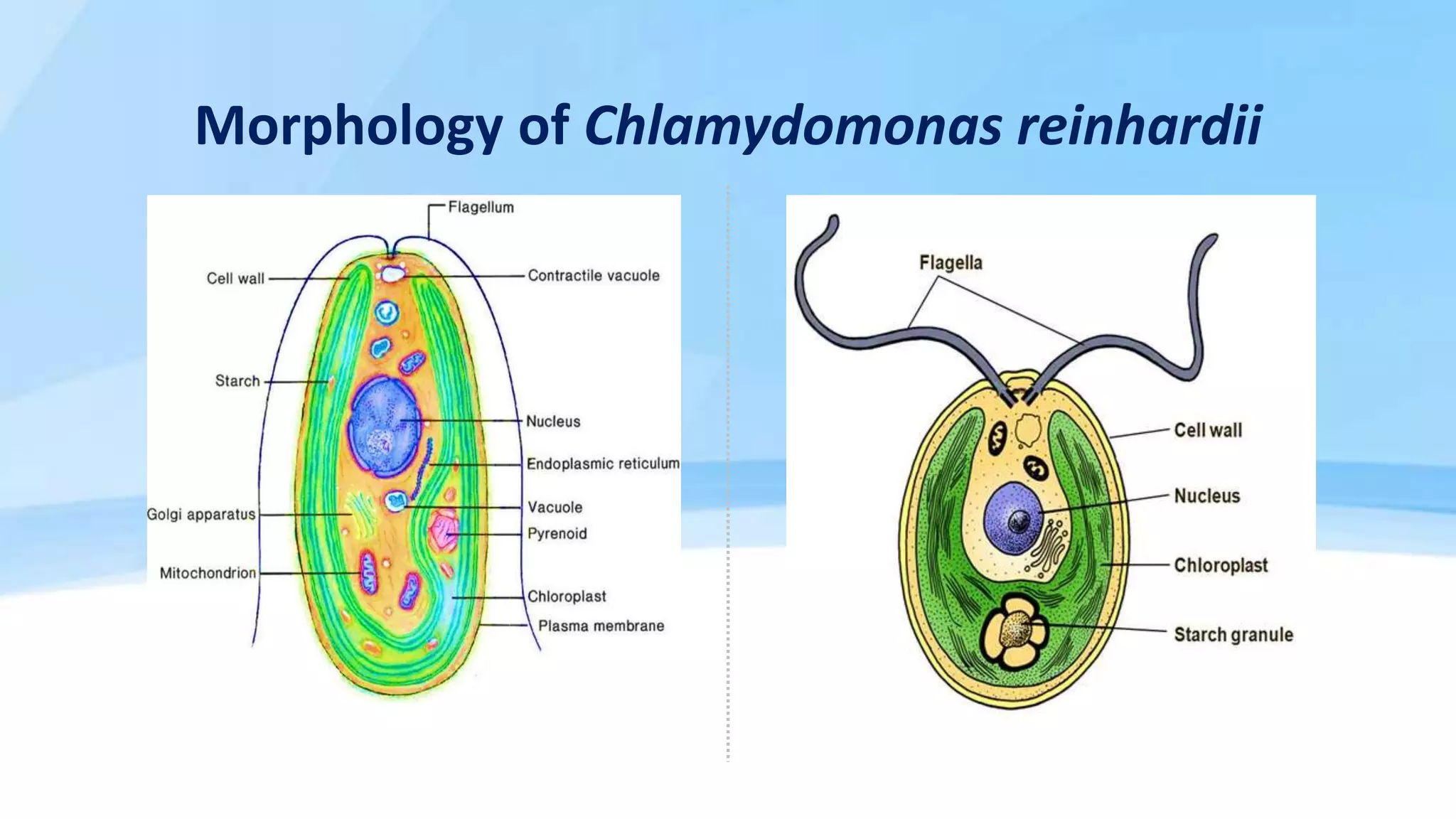 Phylum Phaeophyta, Rhodophyta & Chlorophyta - Multicellular aglae | PPTX