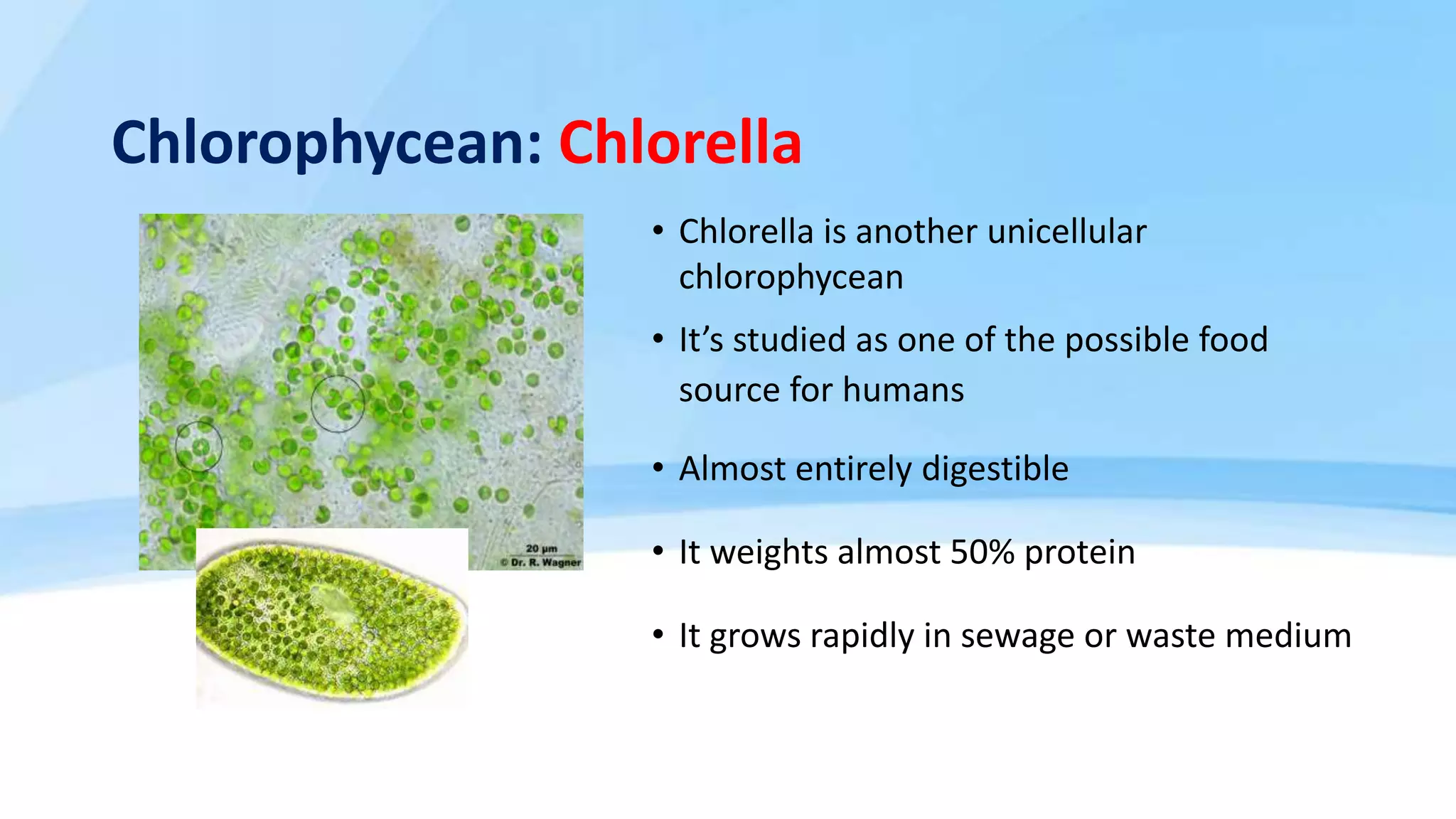 Phylum Phaeophyta, Rhodophyta & Chlorophyta - Multicellular aglae | PPTX