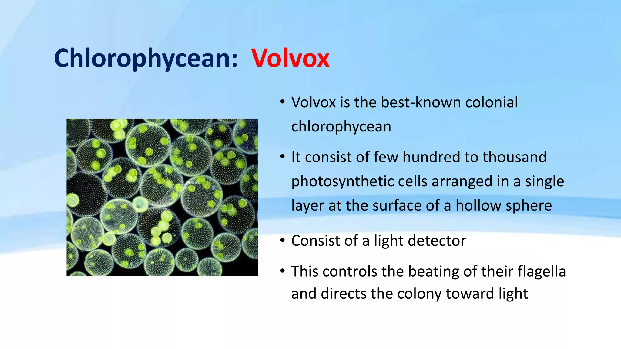Phylum Phaeophyta, Rhodophyta & Chlorophyta - Multicellular aglae | PPTX