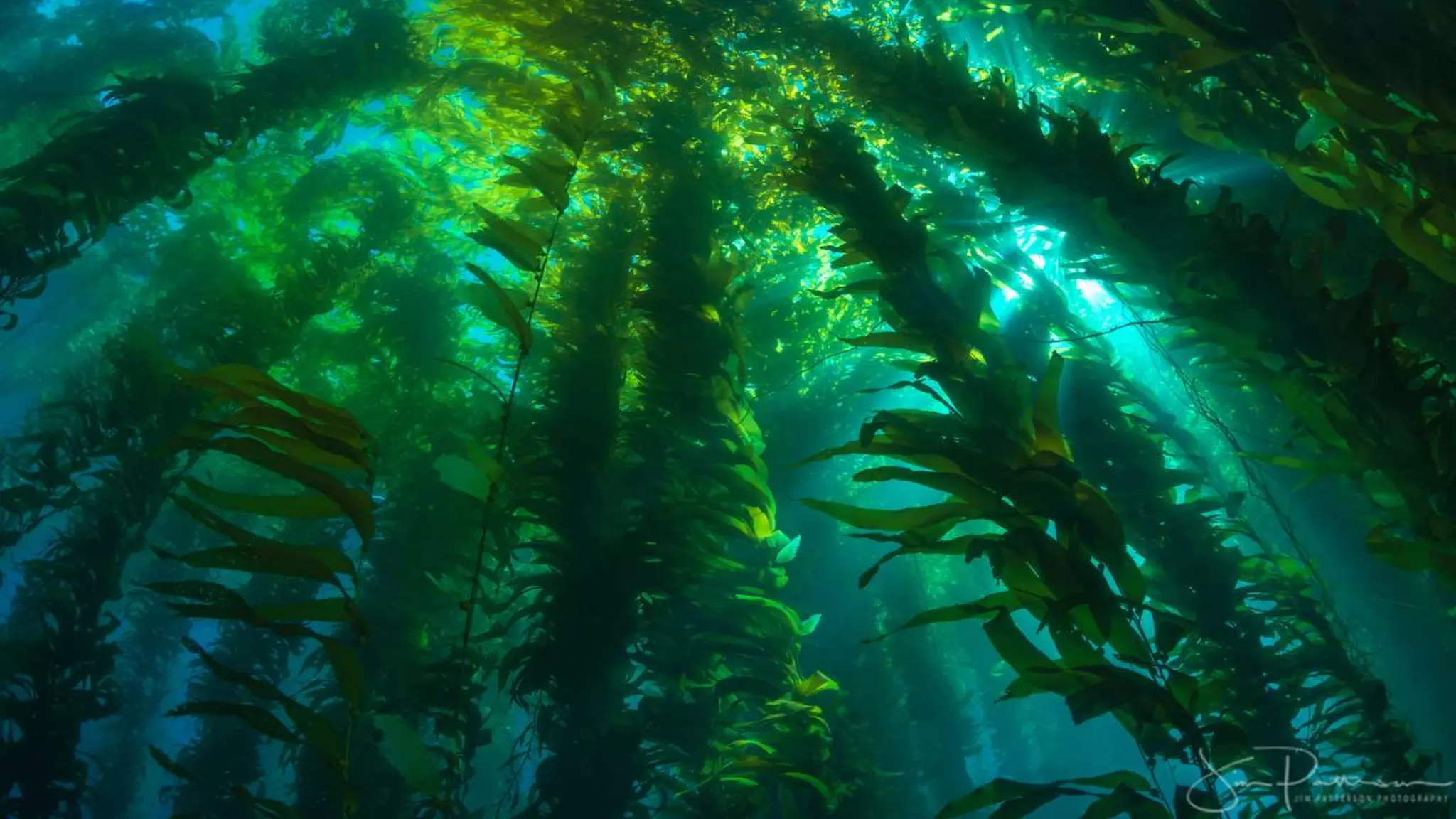 Phylum Phaeophyta, Rhodophyta & Chlorophyta - Multicellular aglae | PPTX