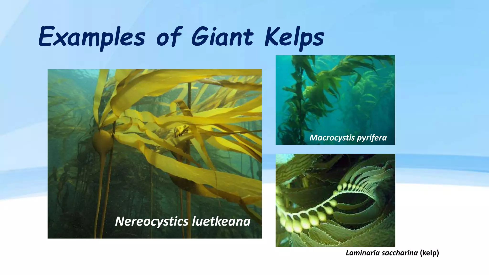 Phylum Phaeophyta, Rhodophyta & Chlorophyta - Multicellular aglae | PPTX