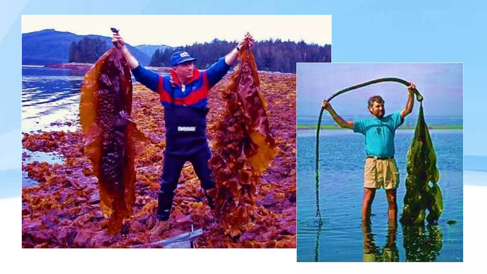 Phylum Phaeophyta, Rhodophyta & Chlorophyta - Multicellular aglae | PPTX