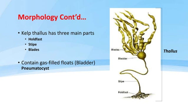 Phylum Phaeophyta, Rhodophyta & Chlorophyta - Multicellular aglae | PPTX