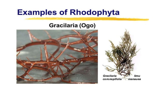 Phylum Phaeophyta, Rhodophyta & Chlorophyta - Multicellular aglae | PPTX