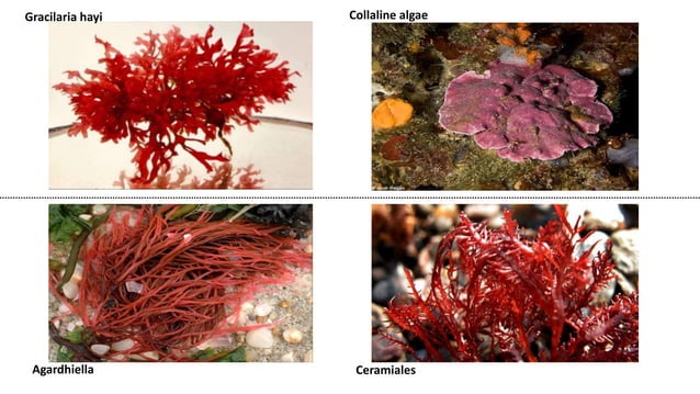 Phylum Phaeophyta, Rhodophyta & Chlorophyta - Multicellular aglae | PPTX