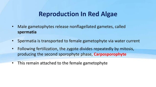 Phylum Phaeophyta, Rhodophyta & Chlorophyta - Multicellular aglae | PPTX