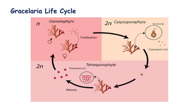 Phylum Phaeophyta, Rhodophyta & Chlorophyta - Multicellular aglae | PPTX