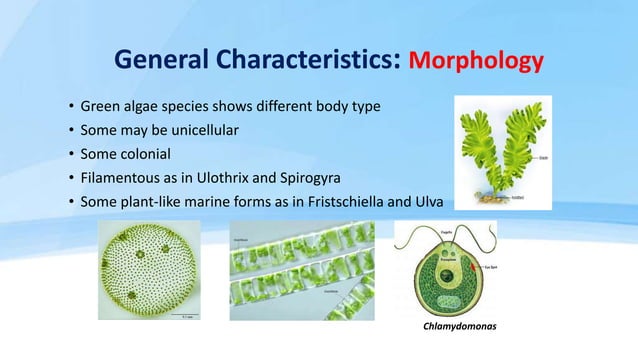 Phylum Phaeophyta, Rhodophyta & Chlorophyta - Multicellular aglae | PPTX