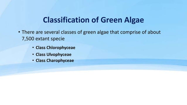 Phylum Phaeophyta, Rhodophyta & Chlorophyta - Multicellular aglae | PPTX