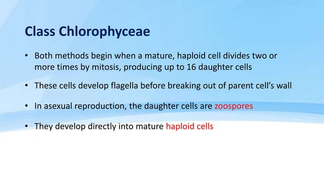 Phylum Phaeophyta, Rhodophyta & Chlorophyta - Multicellular aglae | PPTX