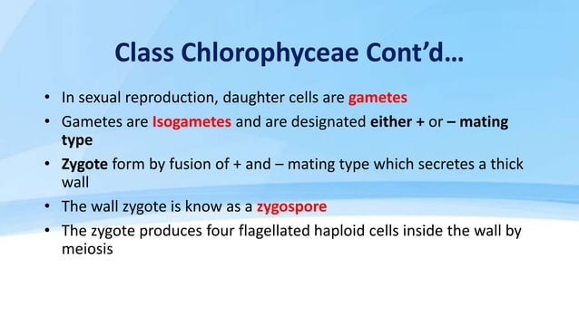 Phylum Phaeophyta, Rhodophyta & Chlorophyta - Multicellular aglae | PPTX