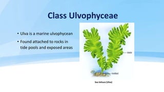 Phylum Phaeophyta, Rhodophyta & Chlorophyta - Multicellular aglae | PPTX