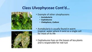 Phylum Phaeophyta, Rhodophyta & Chlorophyta - Multicellular aglae | PPTX