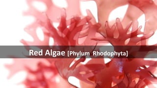 Phylum Rhodophyta