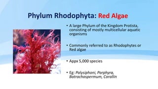 Phylum Rhodophyta