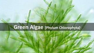 Phylum Chlorophyta