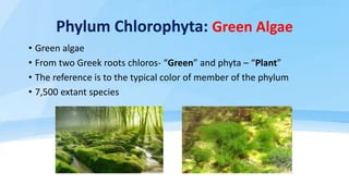 Phylum Chlorophyta