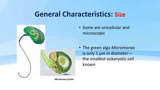 Phylum Chlorophyta Under Microscope