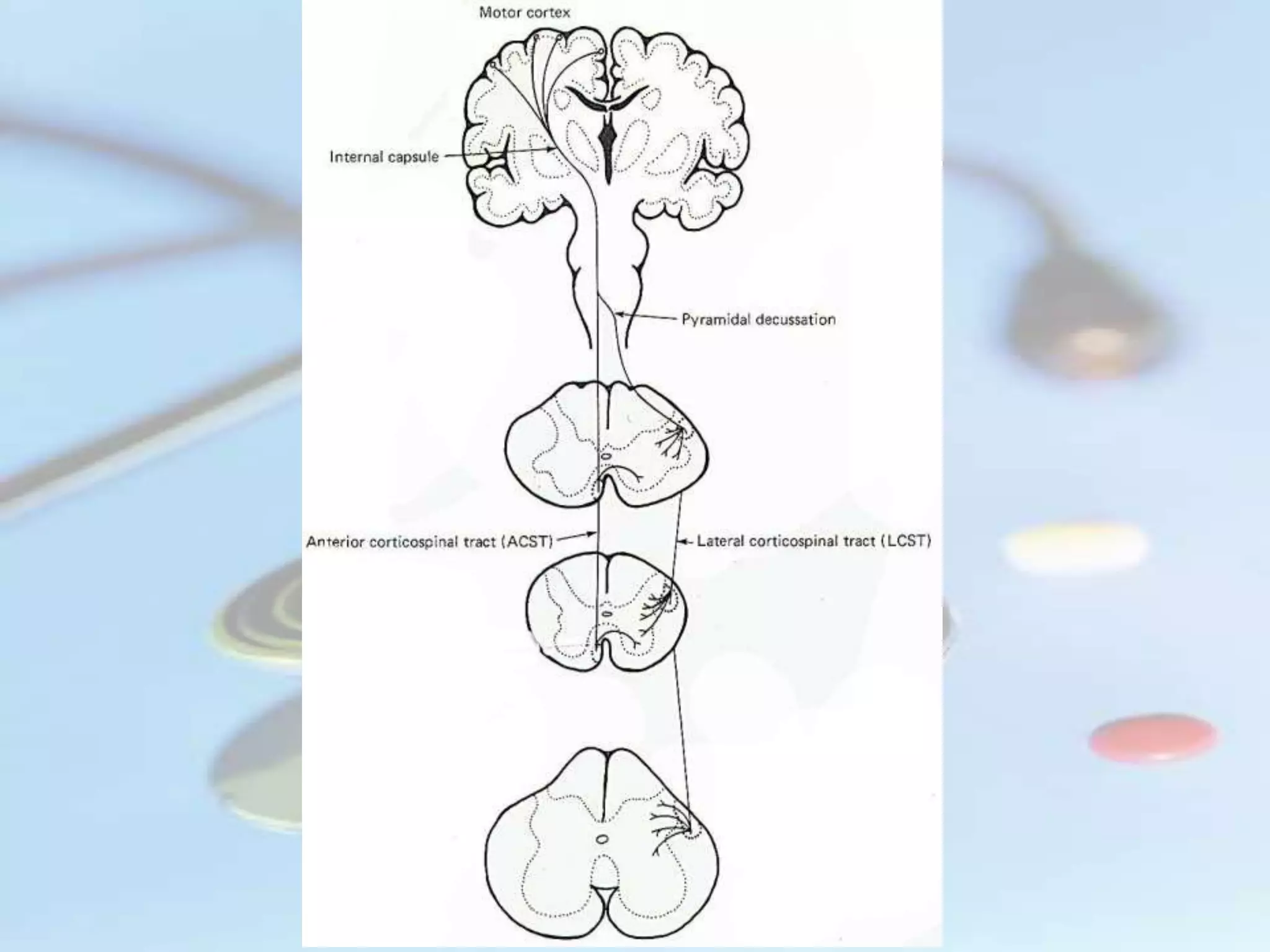 Spinal cord & its tracts II (Descending tracts) | PPTX