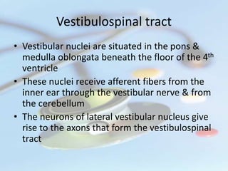 Spinal cord & its tracts II (Descending tracts) | PPTX