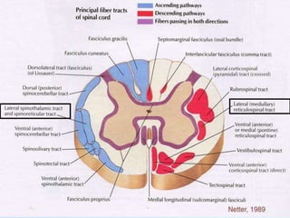 Spinal Cord Cross Section Tracts