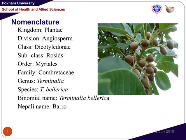 8. terminalia bellerica (barro) | PPT | Food & Drink