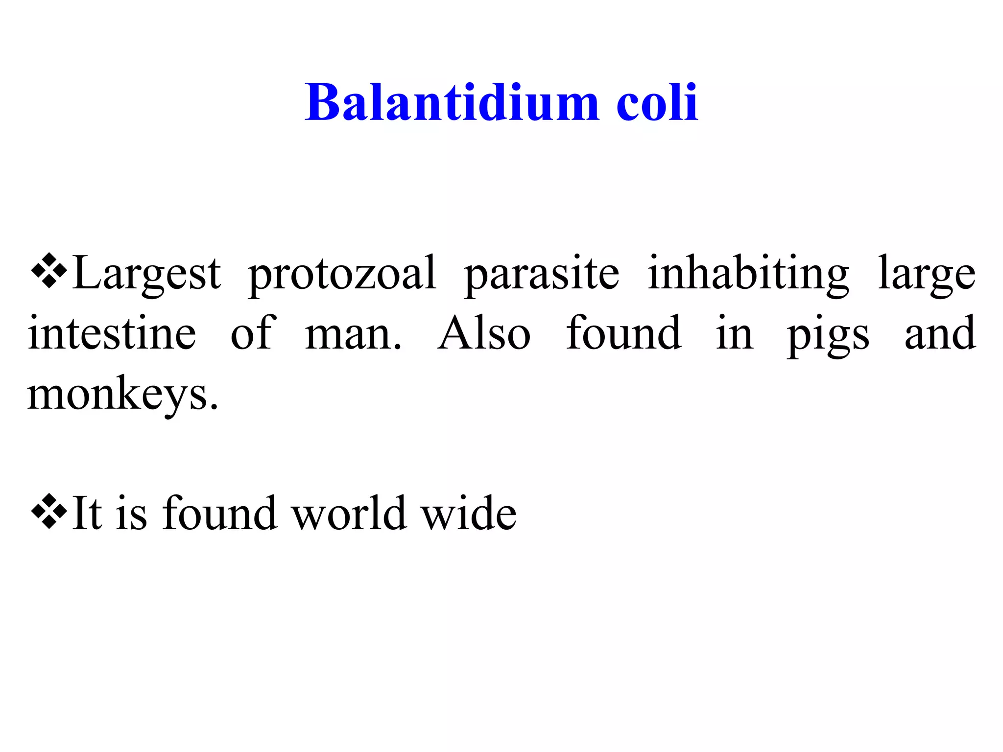 8. balantidium coli | PPT