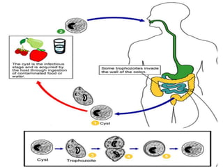Balantidium Coli Life Cycle
