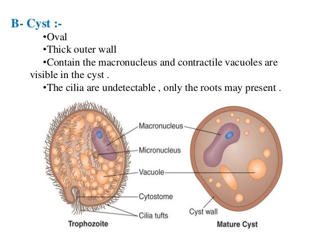 8. balantidium coli
