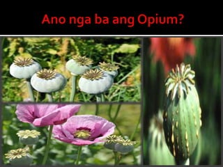 Unang Digmaang Opium (1st Opium War) | PPTX