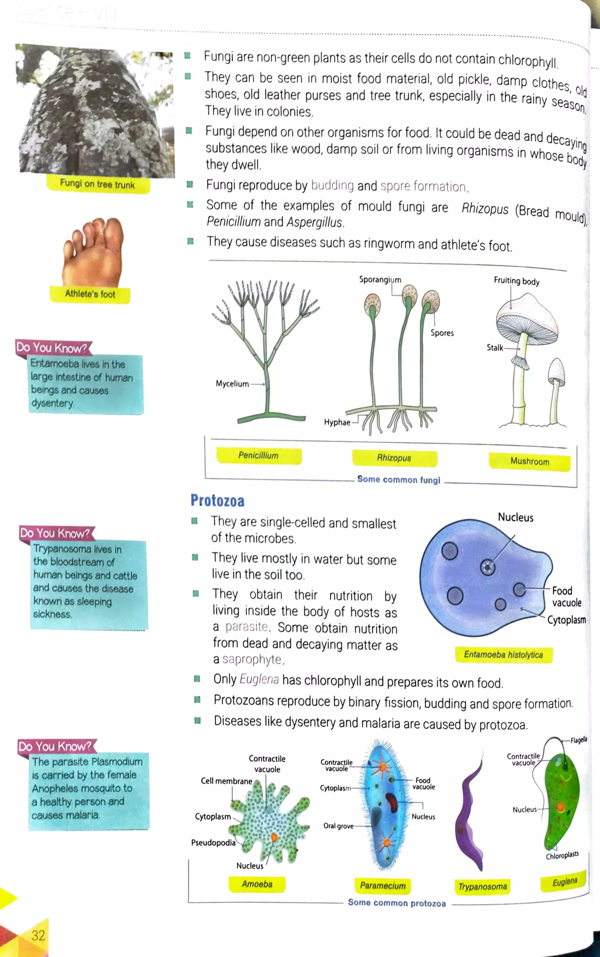 Microorganisms: Friend and Foe | PDF