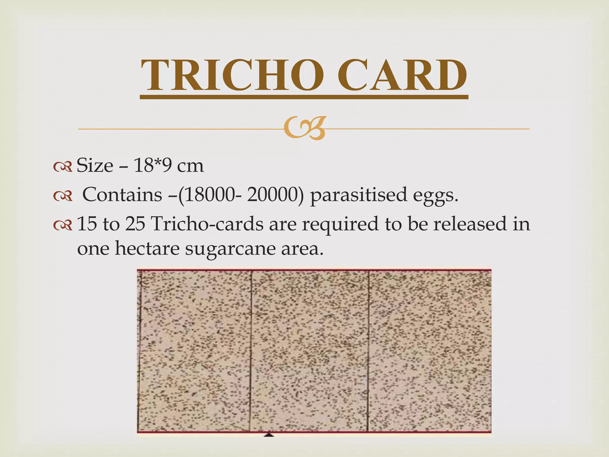 8.mass multiplication trichogramma rambhagat | PPTX