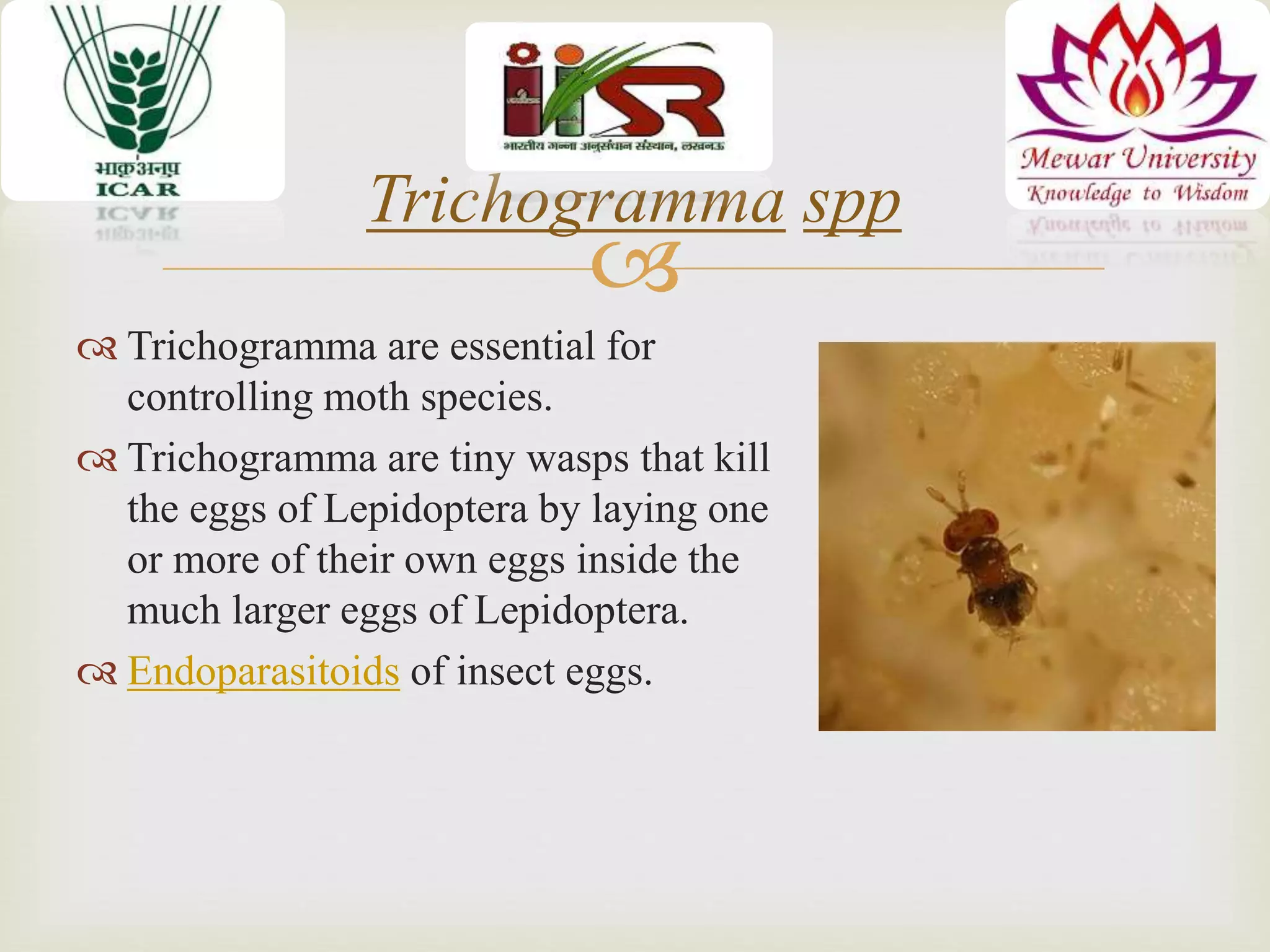 8.mass multiplication trichogramma rambhagat | PPTX