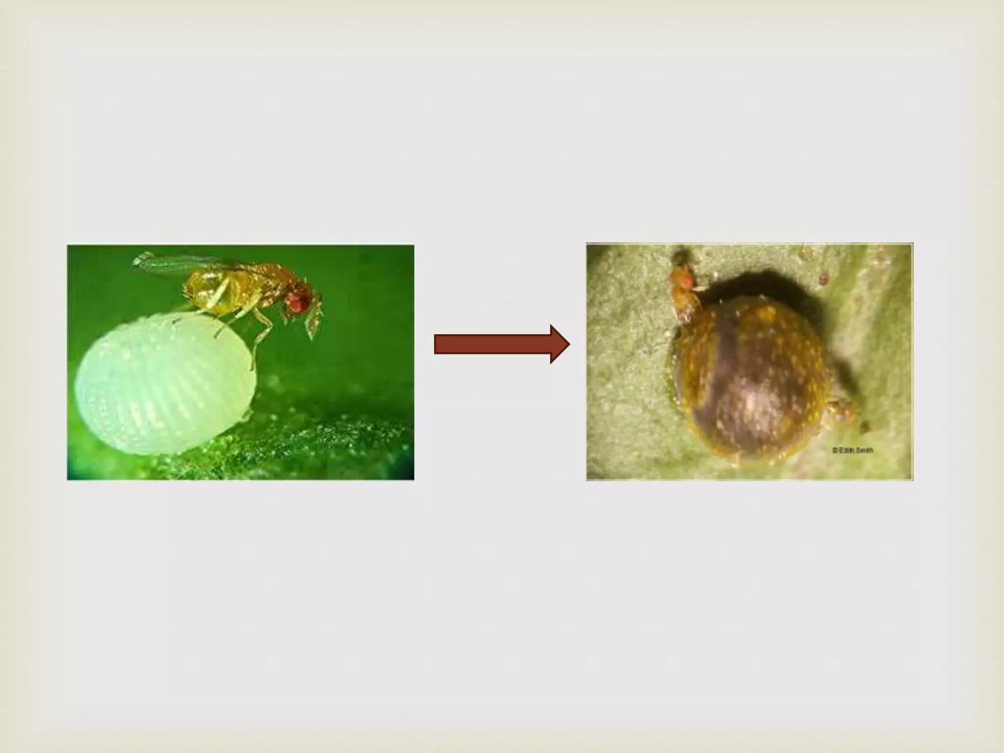 8.mass multiplication trichogramma rambhagat | PPTX