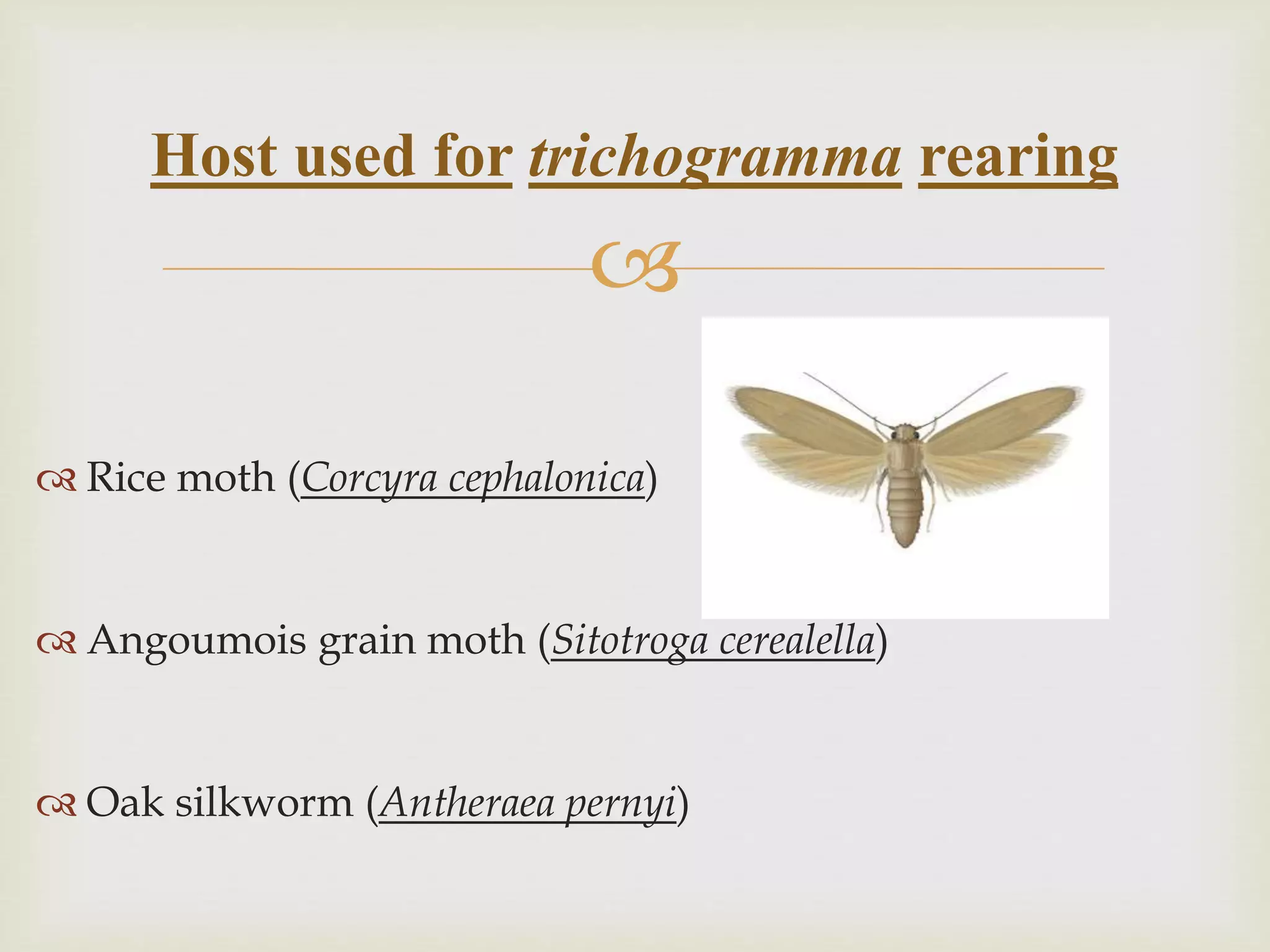 8.mass multiplication trichogramma rambhagat | PPTX
