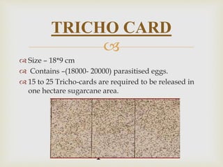 8.mass multiplication trichogramma rambhagat | PPTX