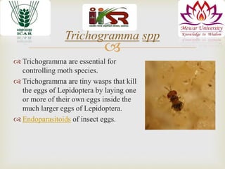 8.mass multiplication trichogramma rambhagat | PPTX