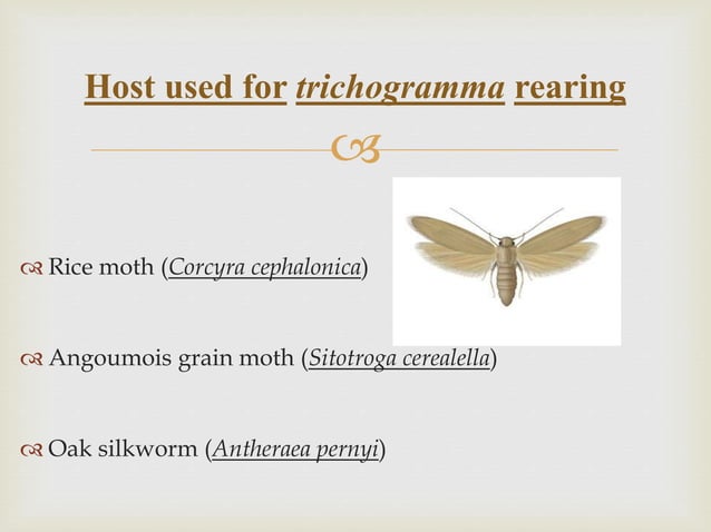 8.mass multiplication trichogramma rambhagat | PPTX