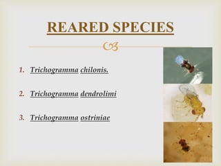 Trichogramma Chilonis Life Cycle