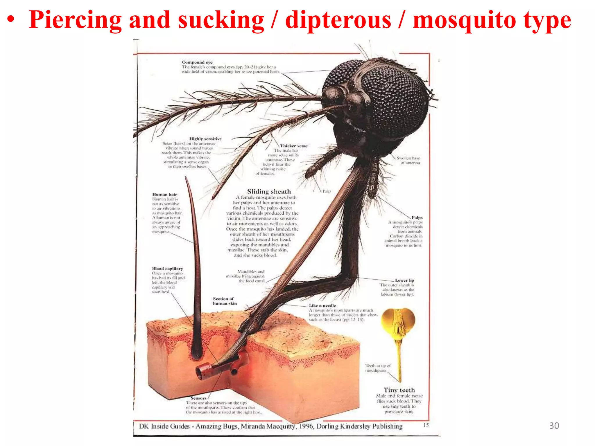 Mouthparts of insect.pdf