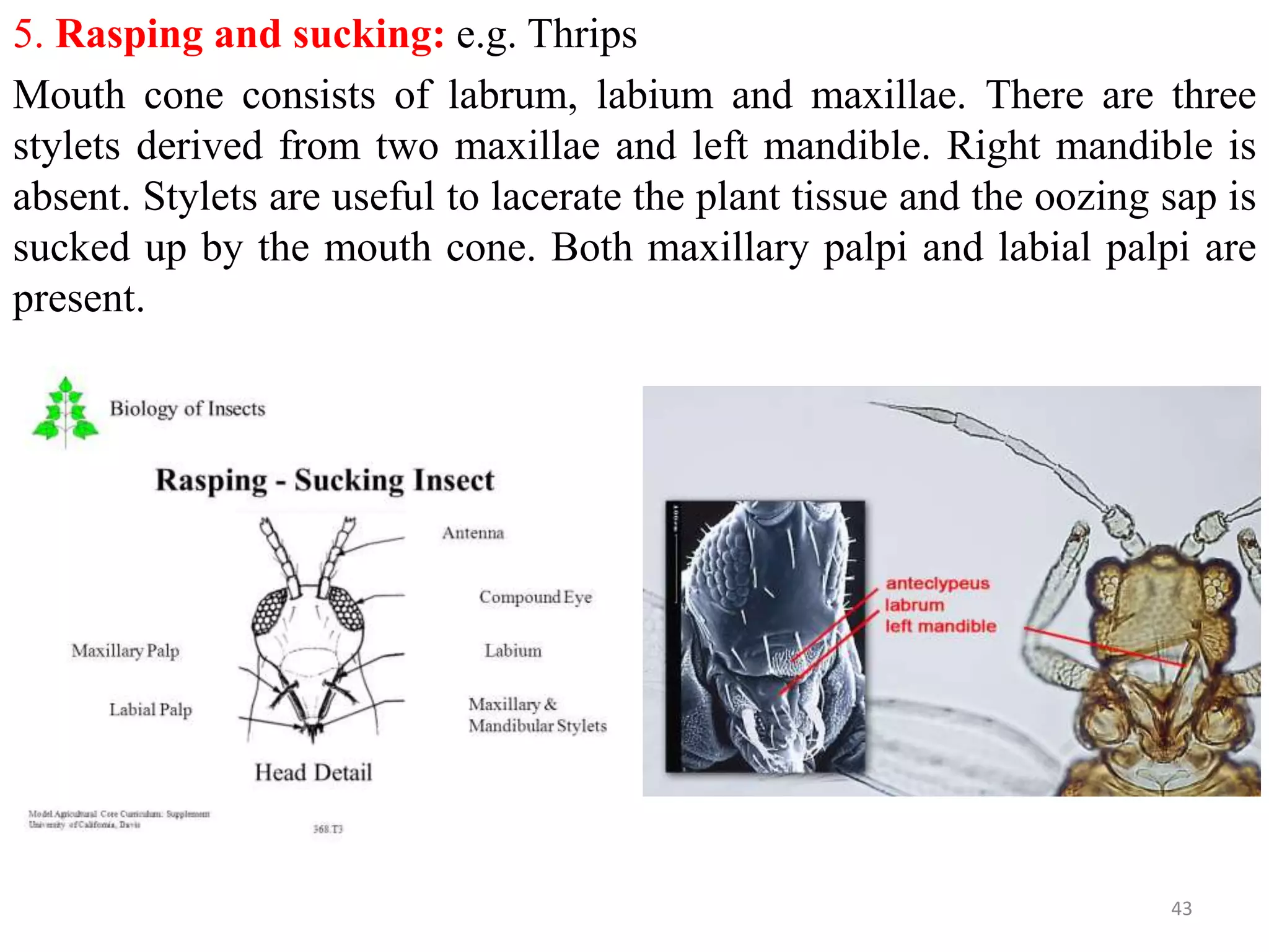Mouthparts of insect.pdf