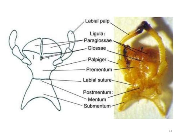 Mouthparts of insect.pdf