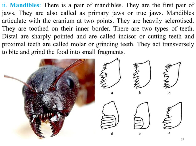 Mouthparts of insect.pdf
