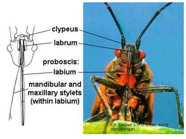 Mouthparts of insect.pdf
