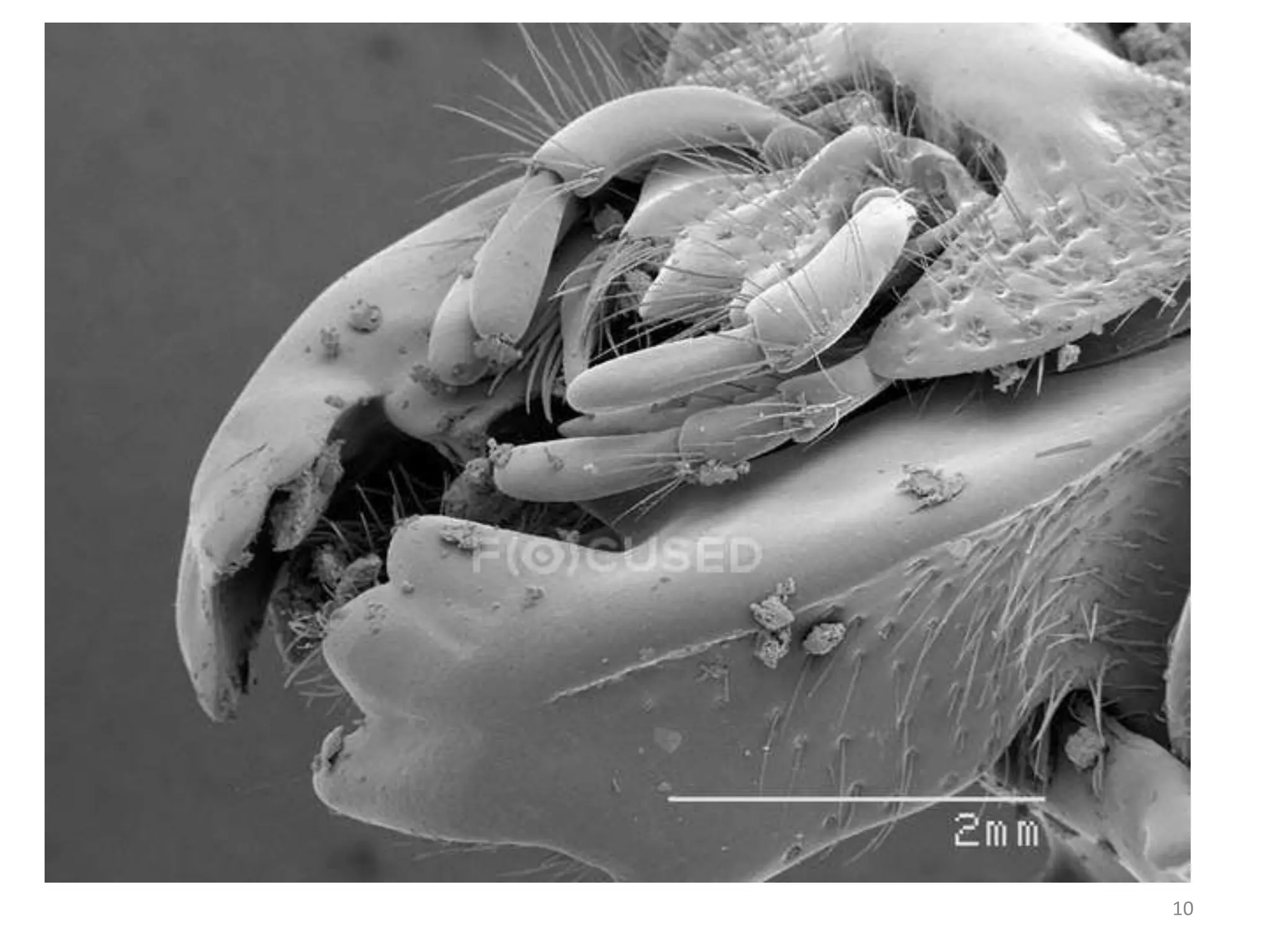 Types of insect mouthparts | PPTX