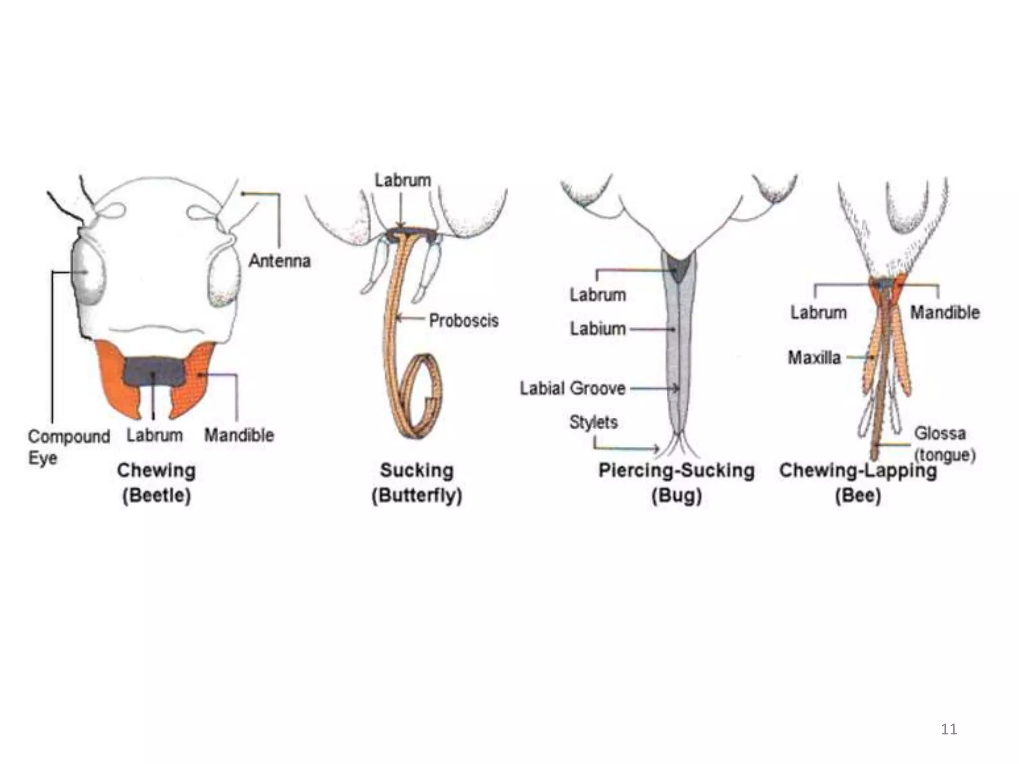 Types of insect mouthparts | PPTX