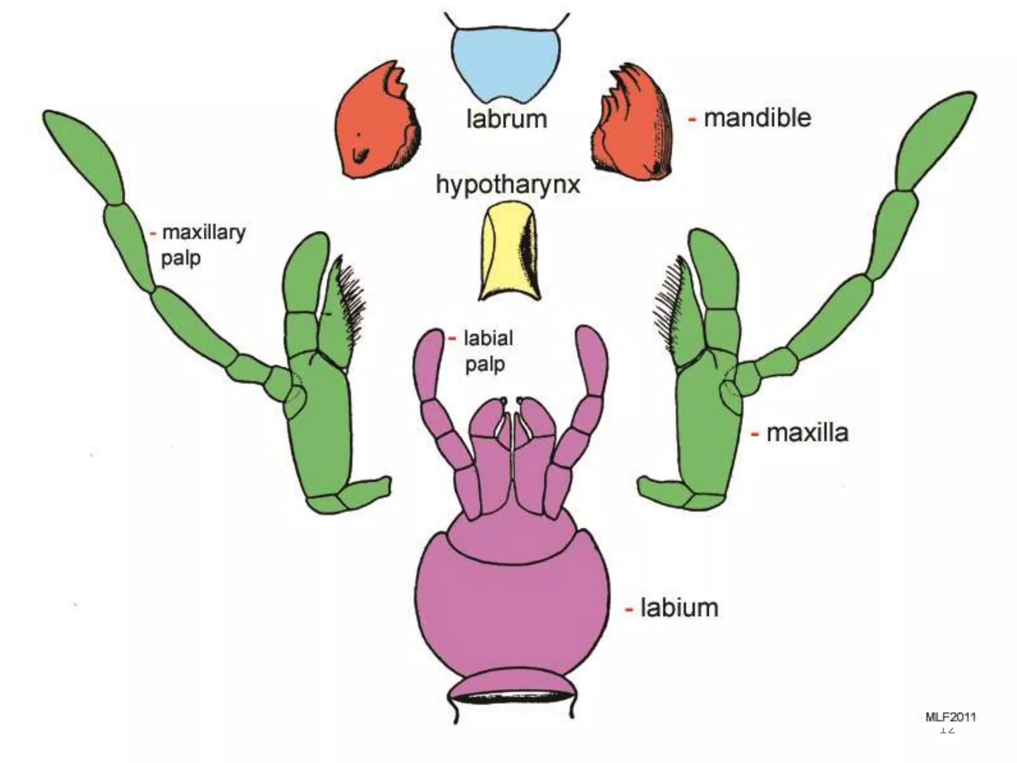 Types of insect mouthparts | PPTX
