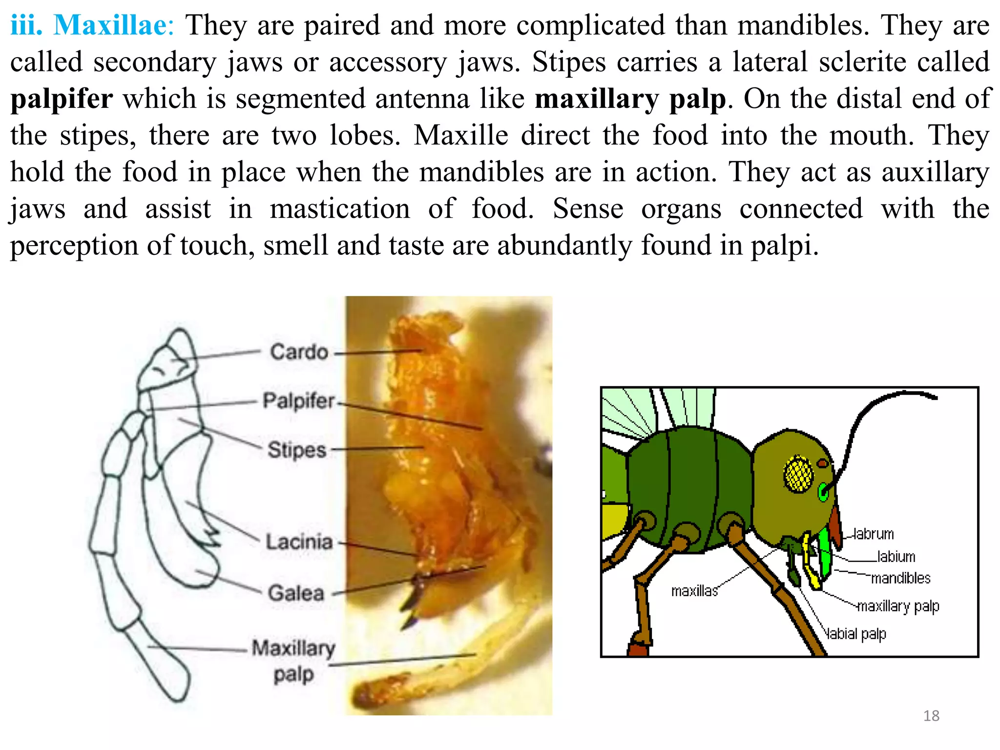 Types of insect mouthparts | PPTX